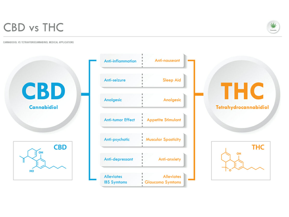 Cbd Vs Thc | GetYourIDCard